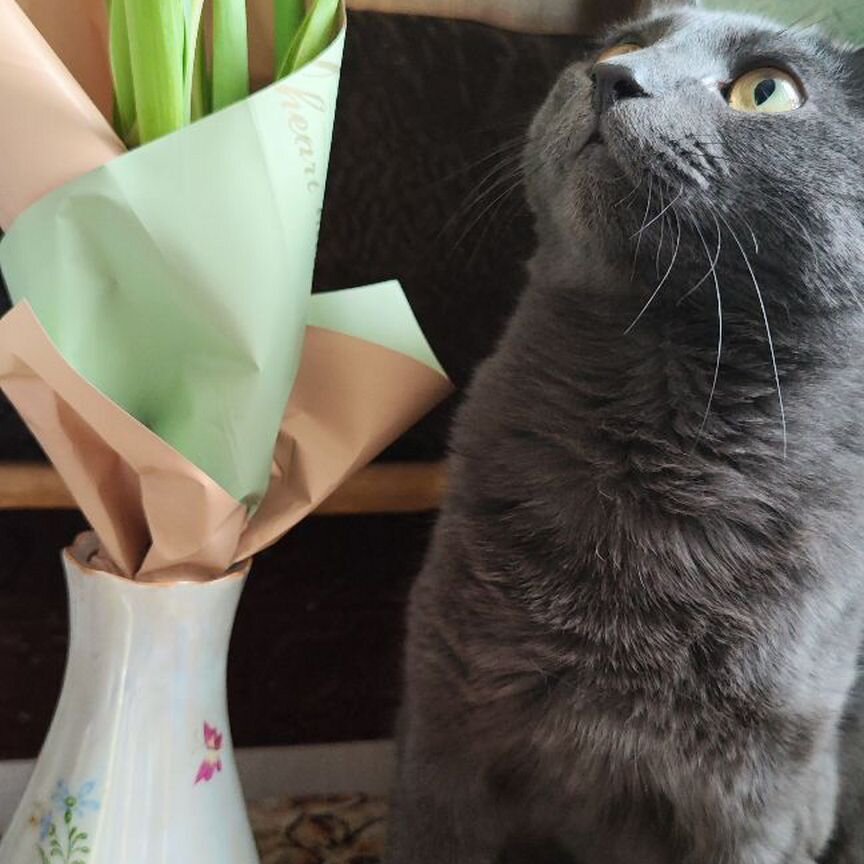 Котик в добрые руки