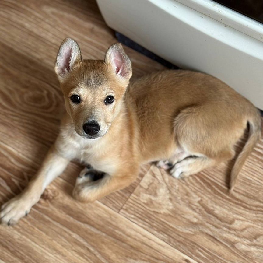 Щенок в добрые руки