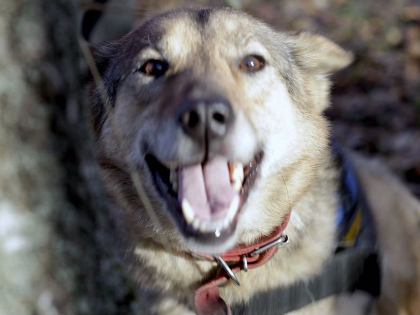 Собака в добрые руки