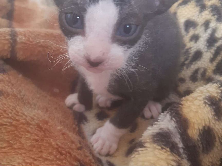 Донской сфинкс браш