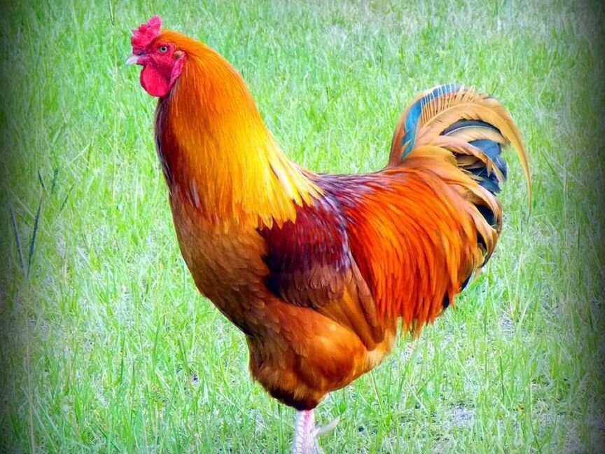 Отдам петуха