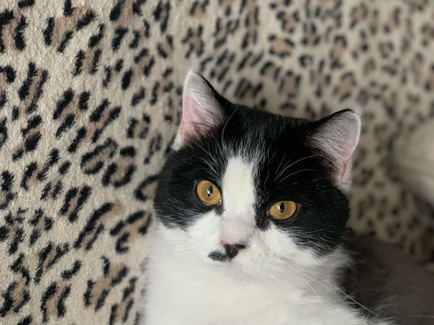 Котик