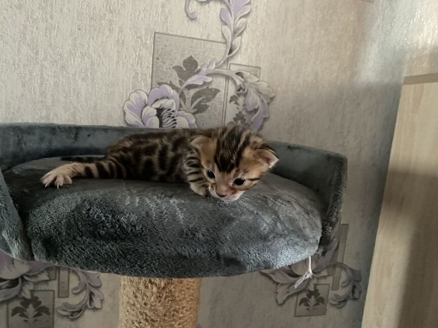 Бенгальские котята