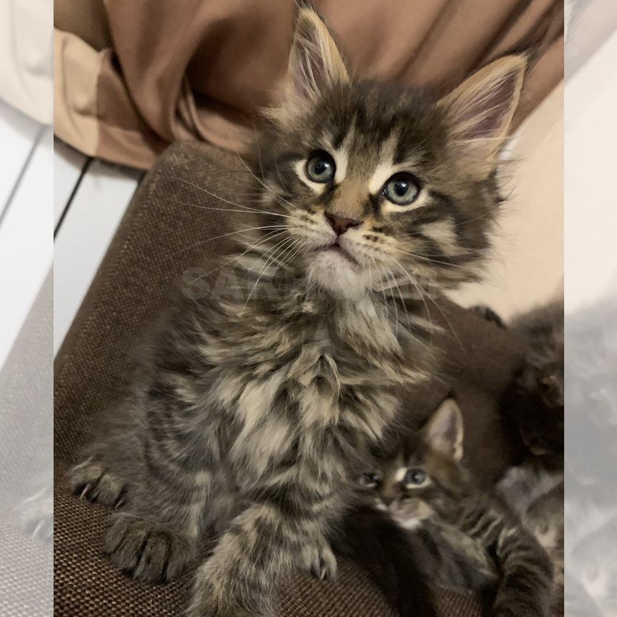 Обворожительные малыши самой крупной породы девочк