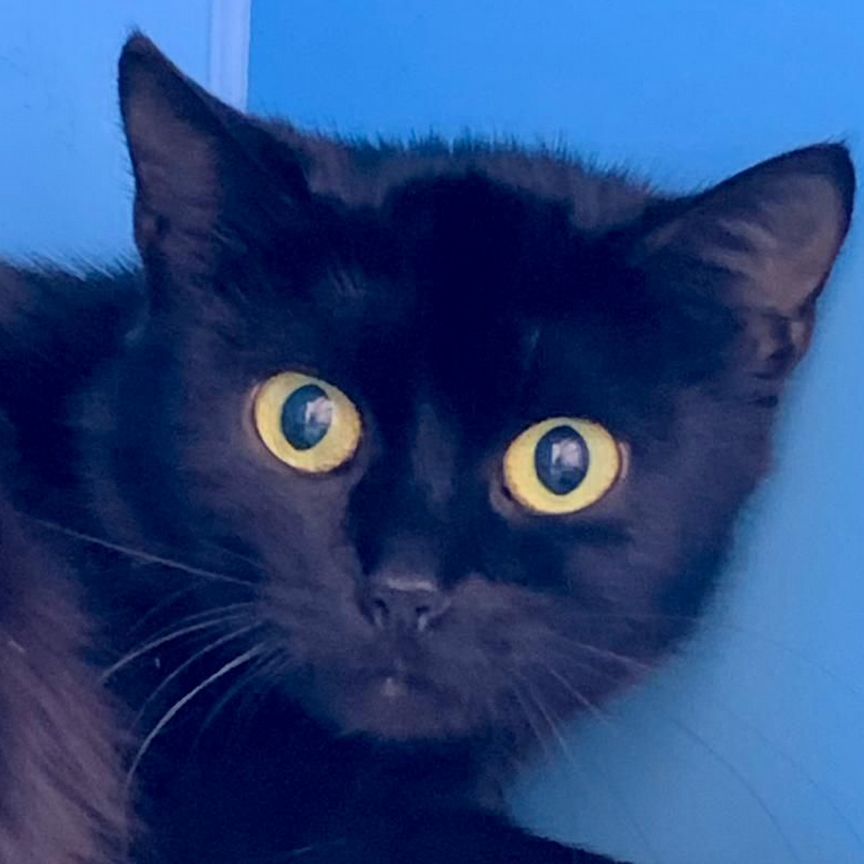 Черная пантера Дюна в добрые руки