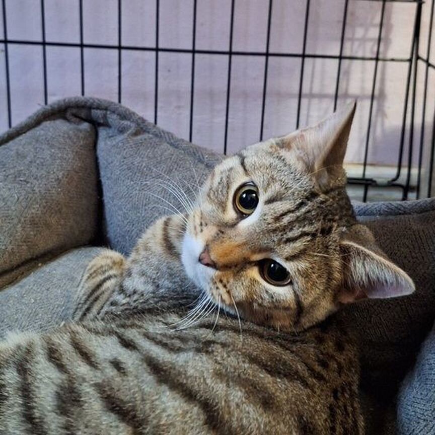 Кот Куки ищет дом (из приюта)