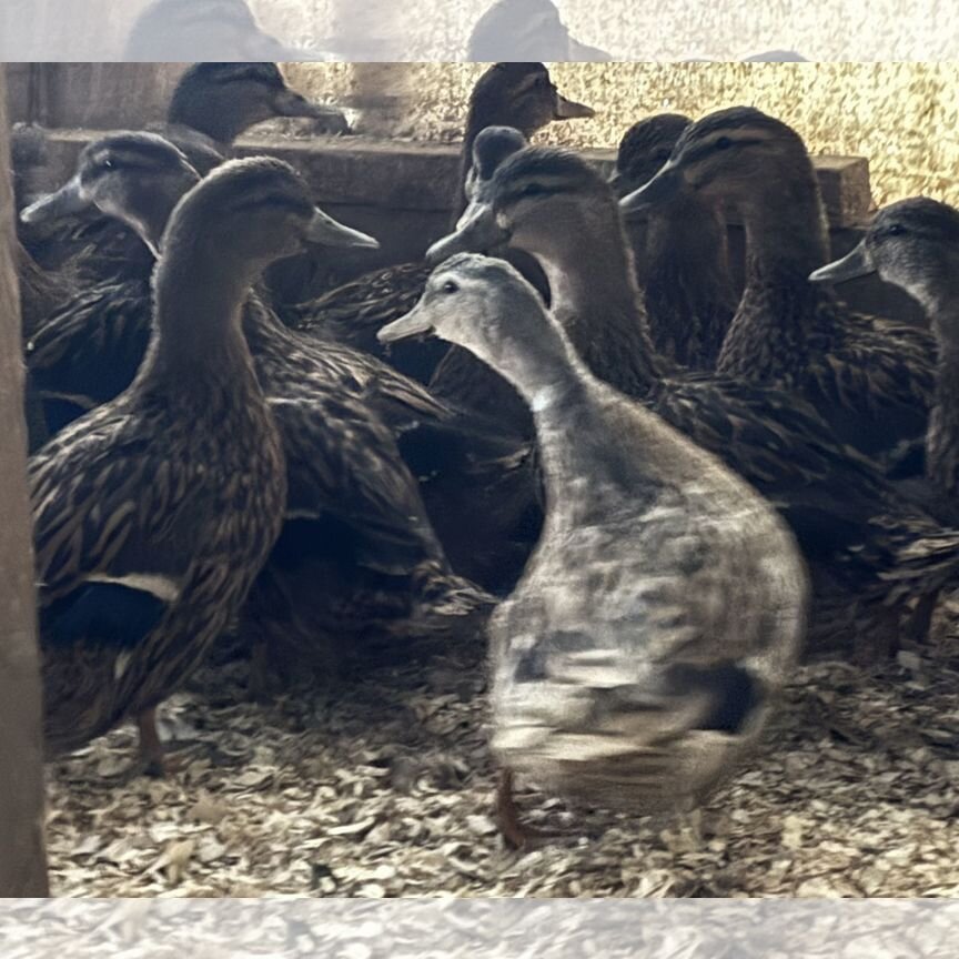 Подсадные 3 х Летки