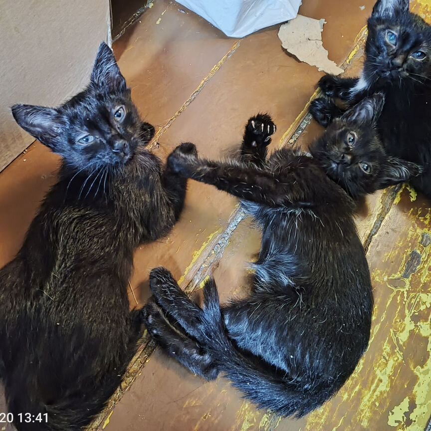 Серебристые котята