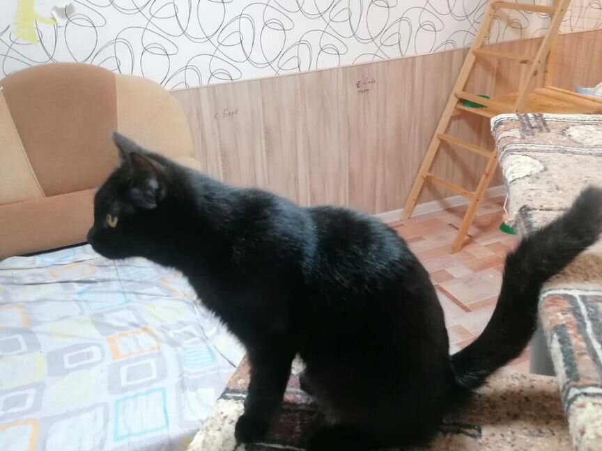 Кошки в добрые руки