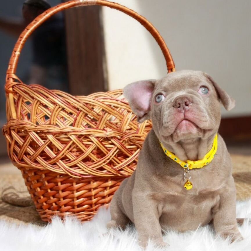 Французский бульдог щенки