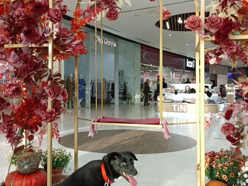 Верочка ищет дом