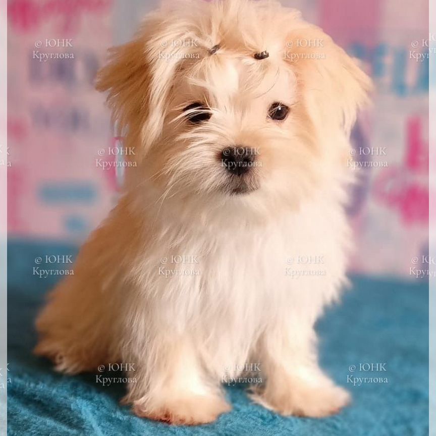 Мальтипу мини