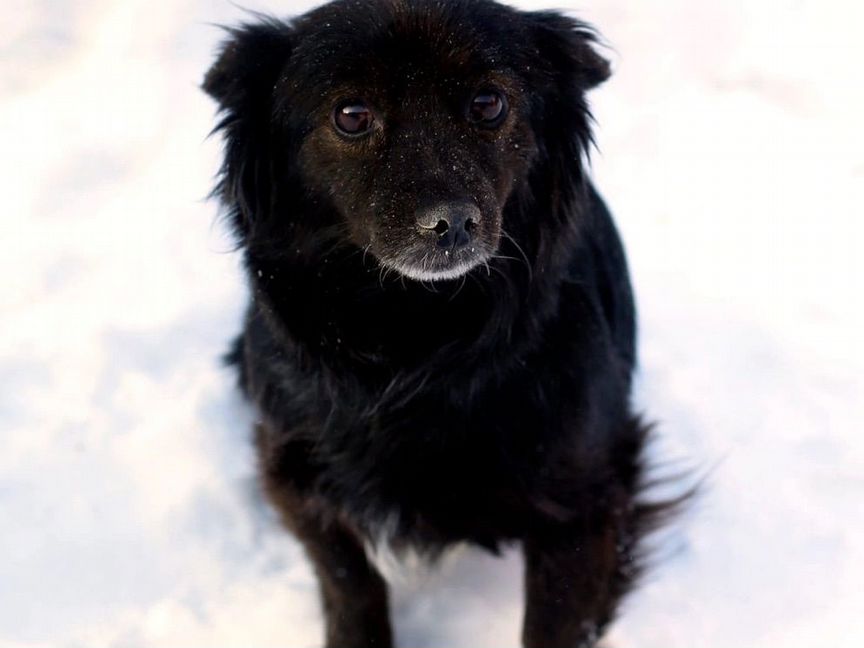 Милая Пуговка