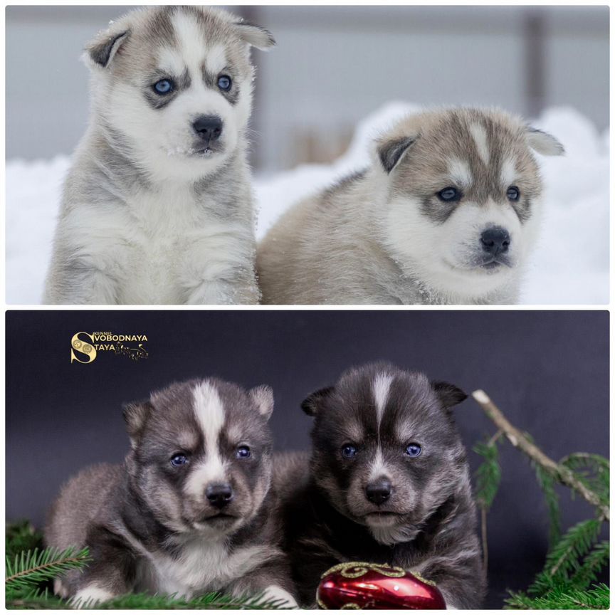 Сибирский хаски. Метрика РКФ