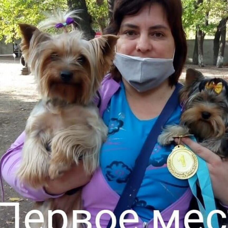 Йоркширский терьер, взрослая собака