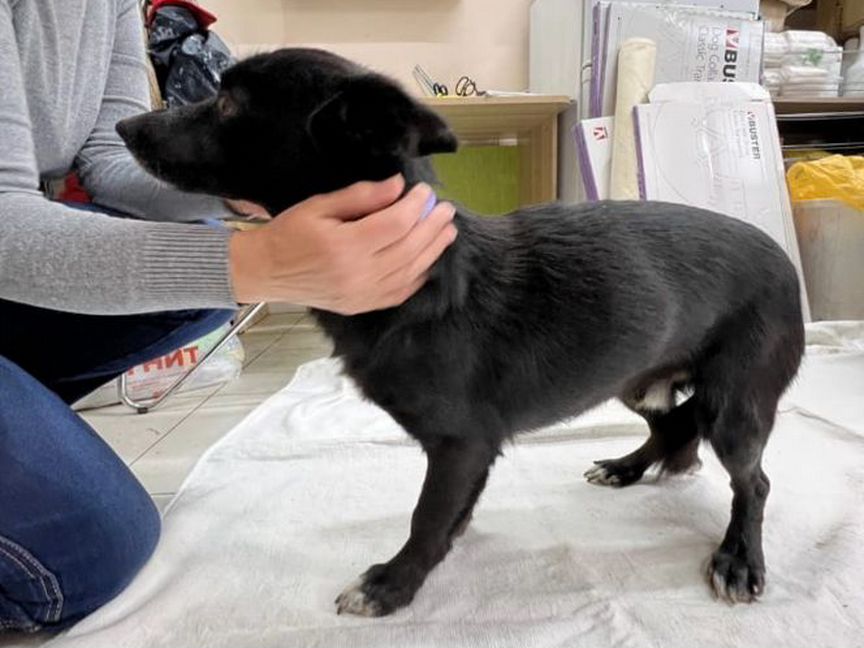 Маленький песик ищет дом