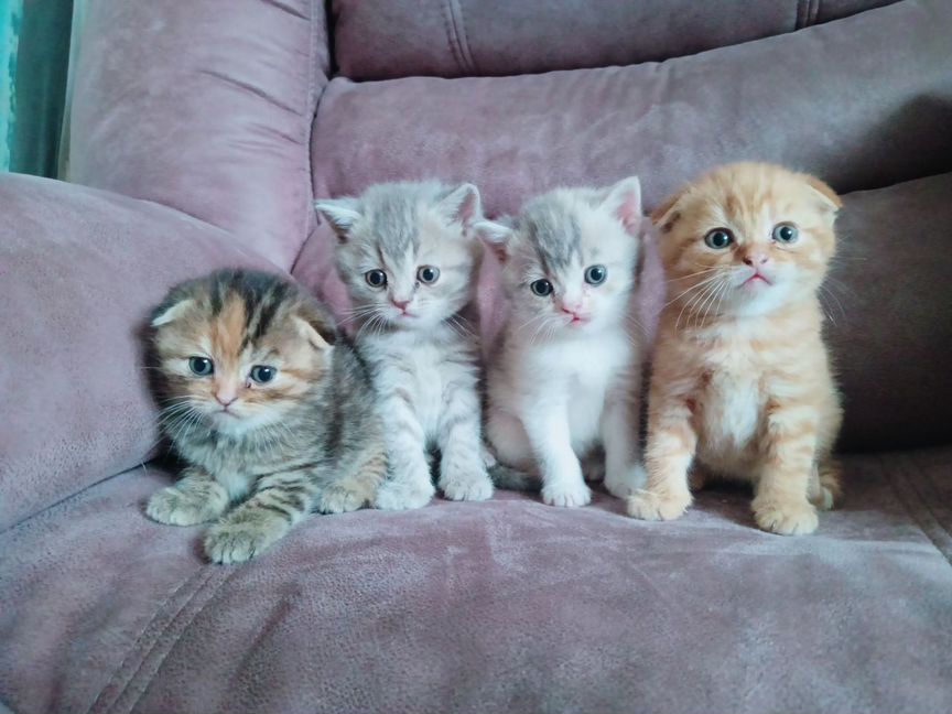 Шотландская вислоухая