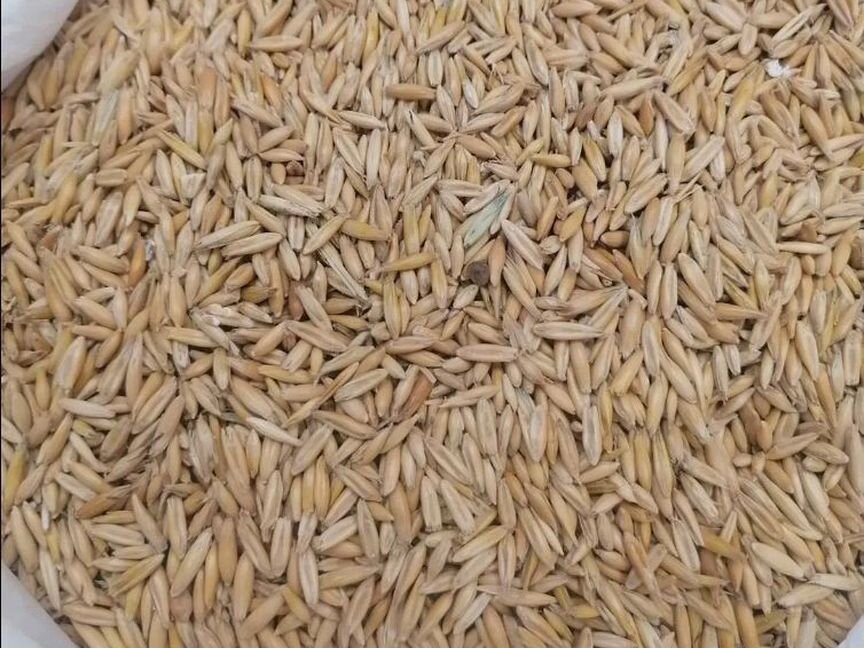 Соя, Кормовой горох корма