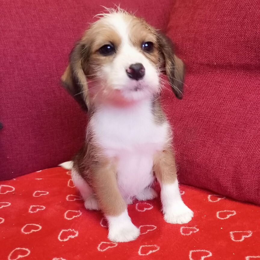 Кавалер мальчик