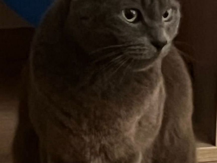 Кошка