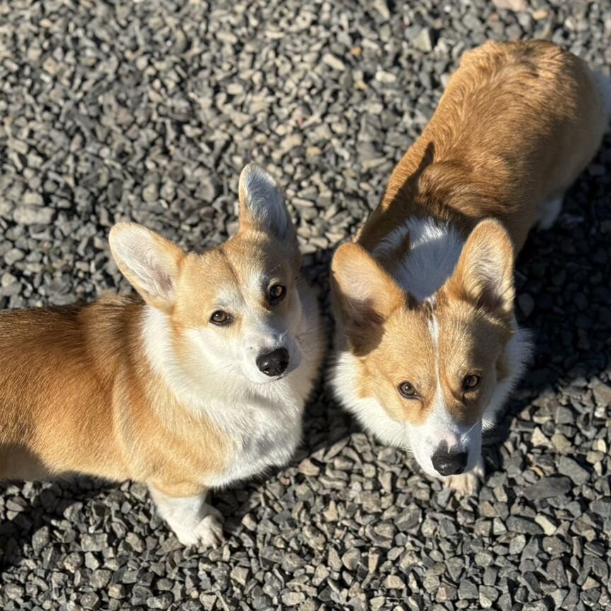 Вельш Корги Пемброк, щенок