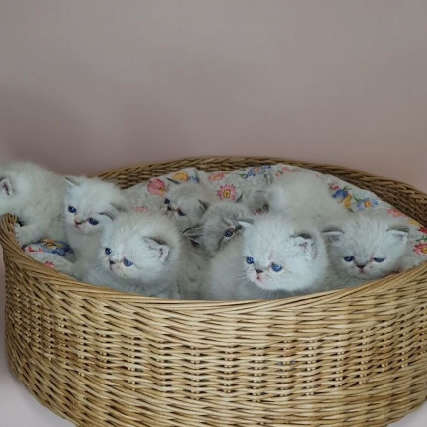Котята экзоты короткошерстные