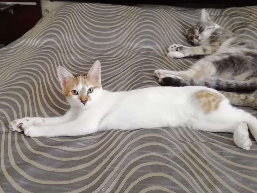 Кошка/котята бесплатно в дар