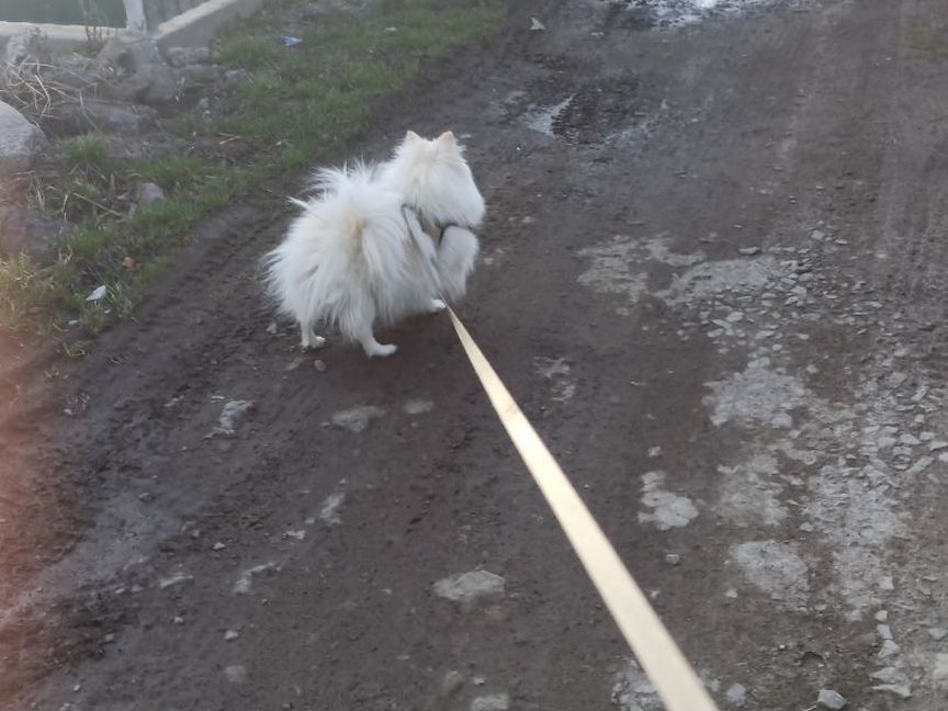 Померанский шпиц