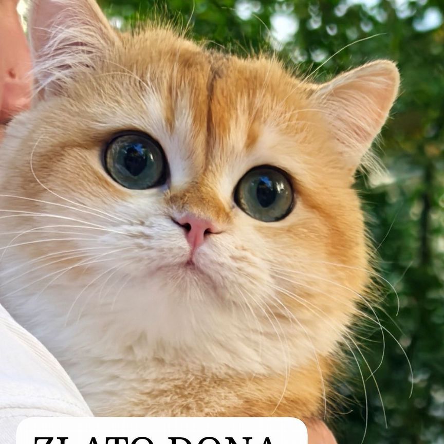 Золотая девочка