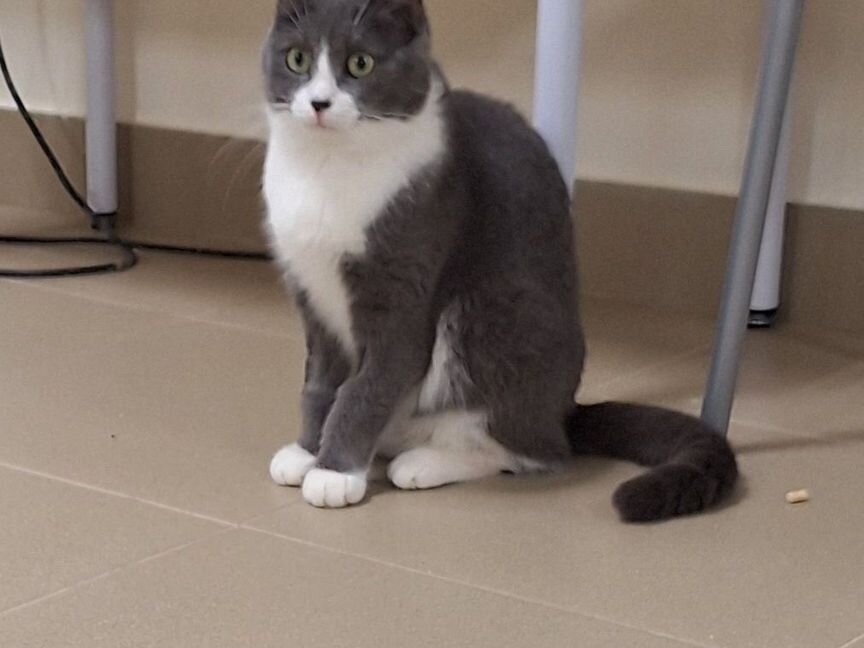 Кошечка Боня в добрые руки