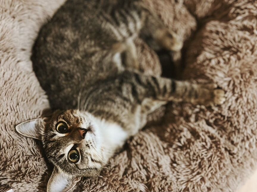 Котенок Мальчик Кузя