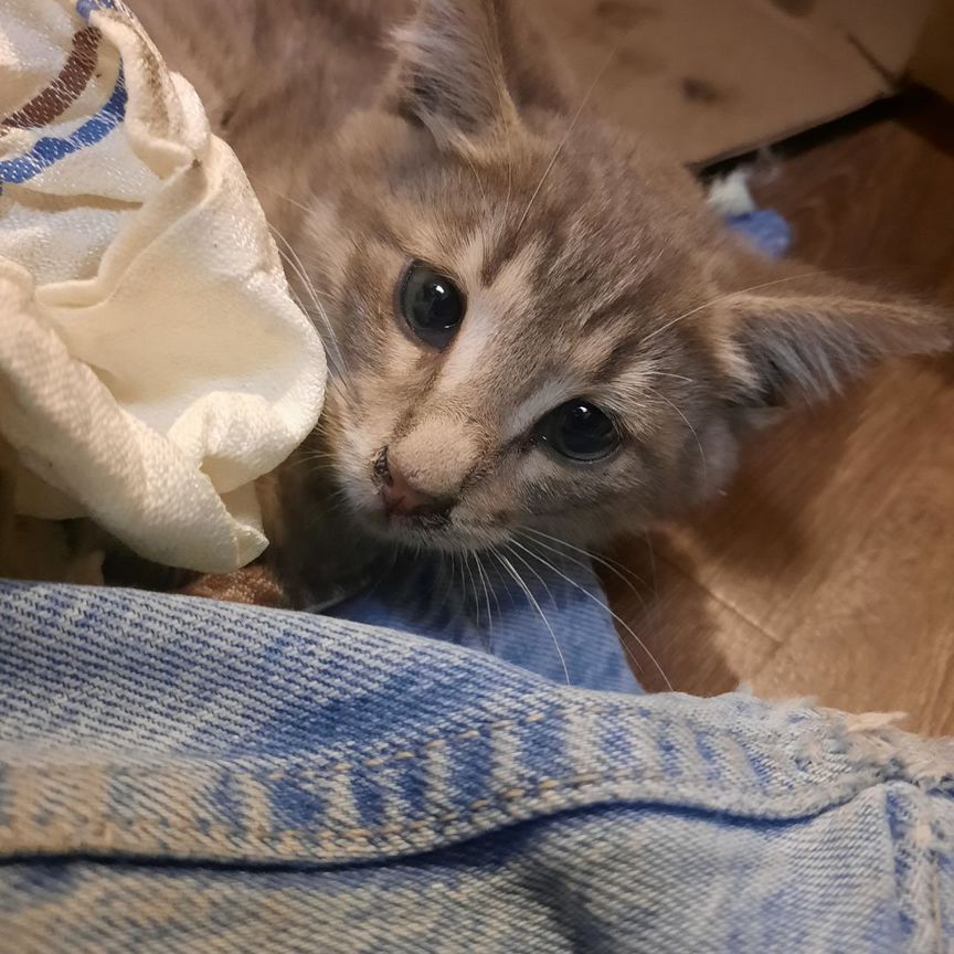 Котёнок в добрые руки бесплатно