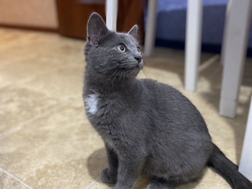 Кот Муизз