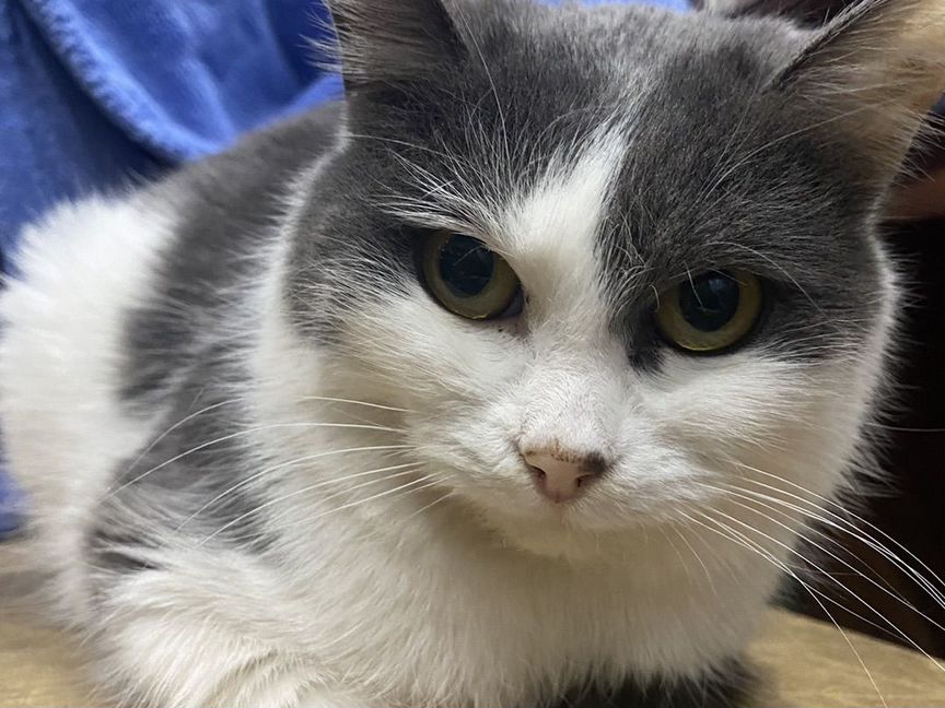 Котик бесплатно
