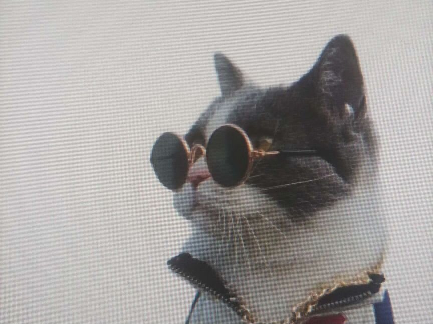 Солнцезащитные очки для кошки или кота