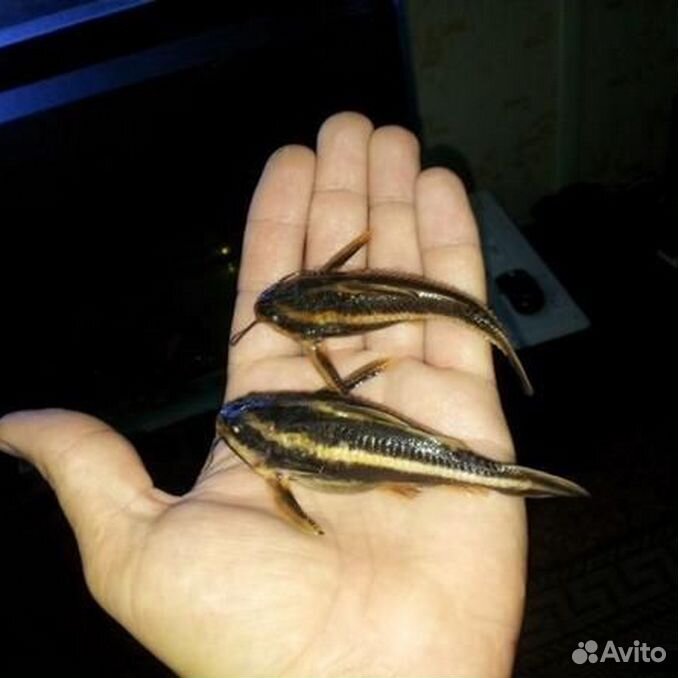 Сомики платидоросы