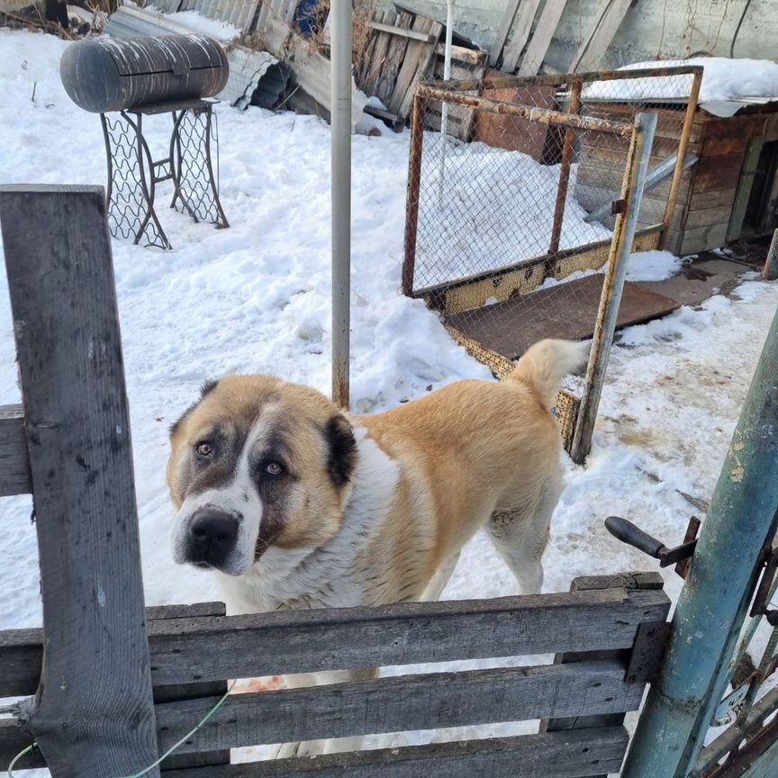 Собака алабай бесплатно