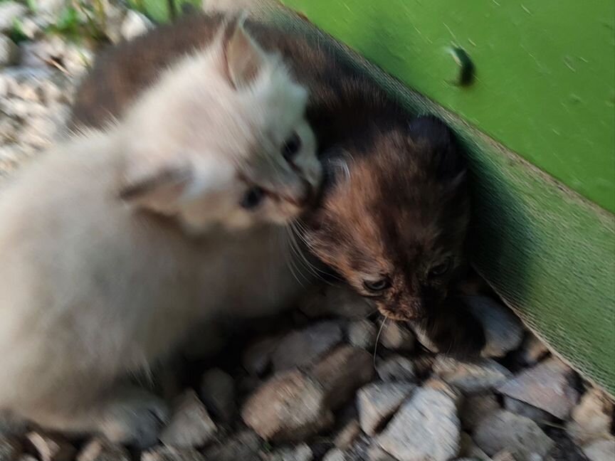 Котята девочки