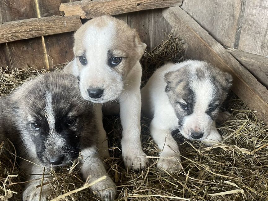 Среднеазиатская овчарка алабай щенки