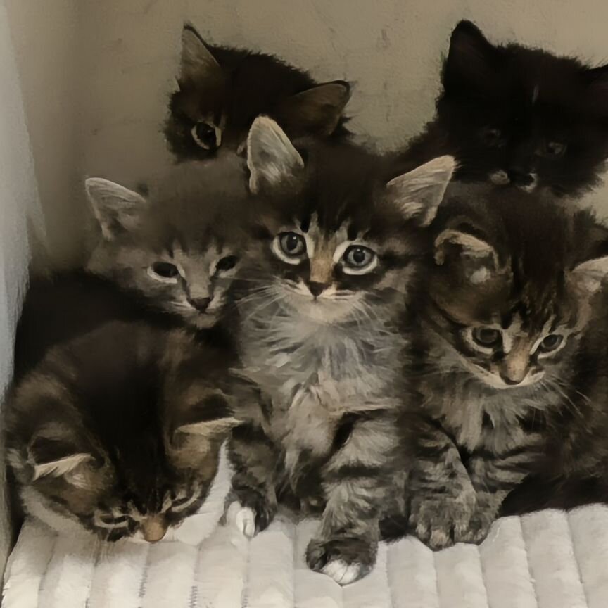 Сибирский котёнок