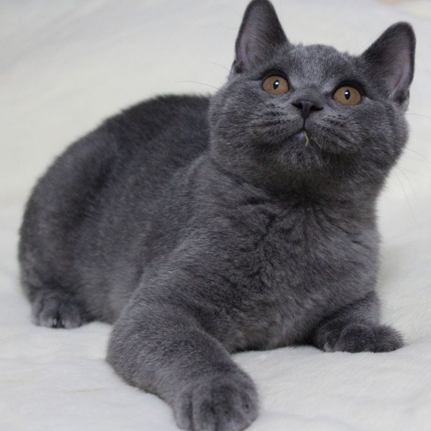 Британский короткошёрстный котёнок