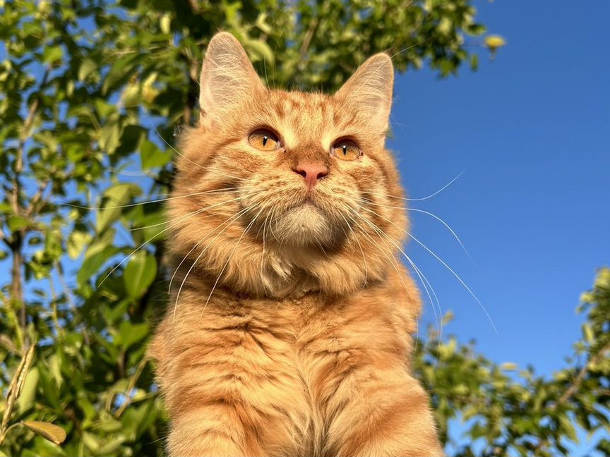 Потеряшка Кот домашний