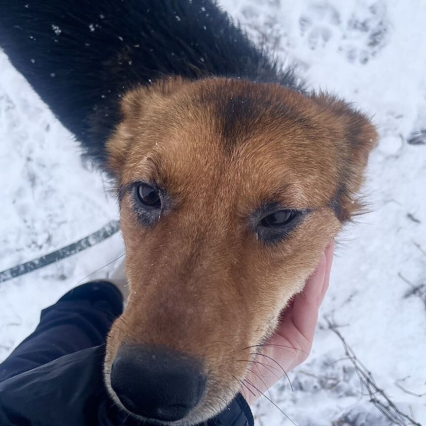 Собака невидимка