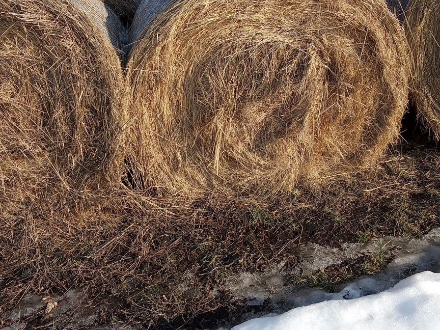 Сено в рулонах 2023 г