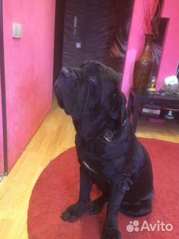 Мастино неаполитано девочка, 1год