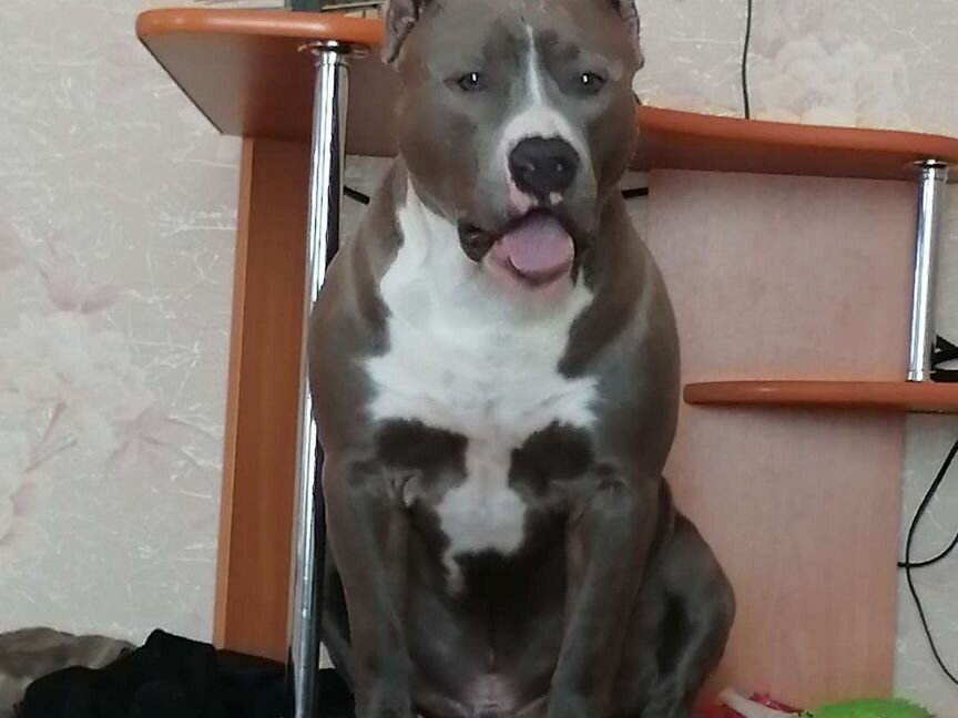 Амстафф вязка