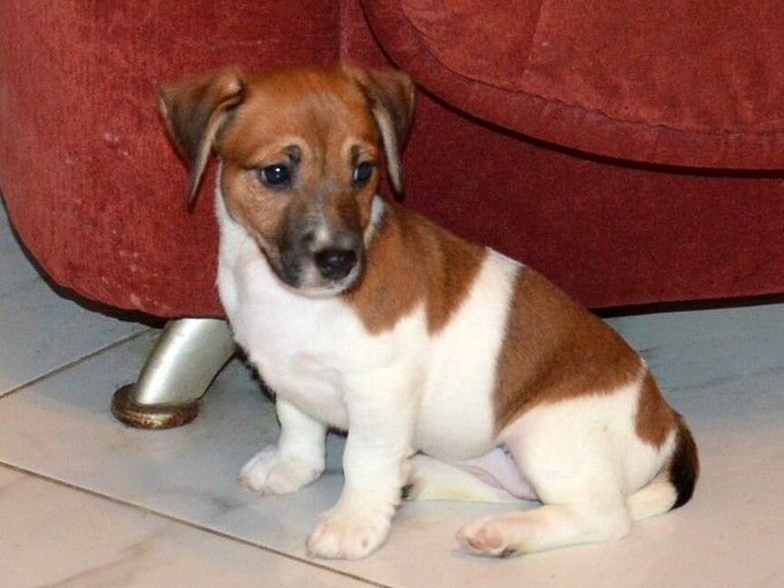 Джек Рассел терьер,красивые,яркие девочки