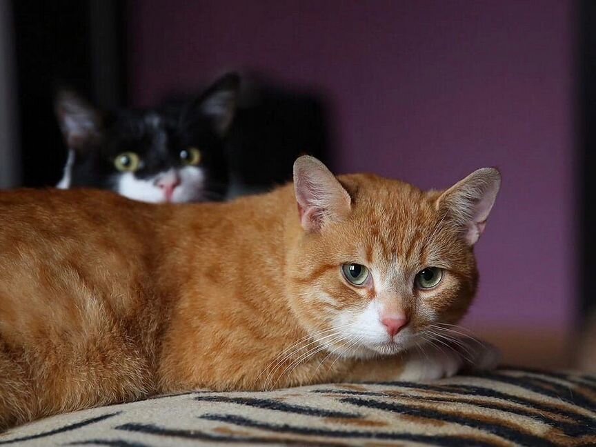 Очень нужен дом