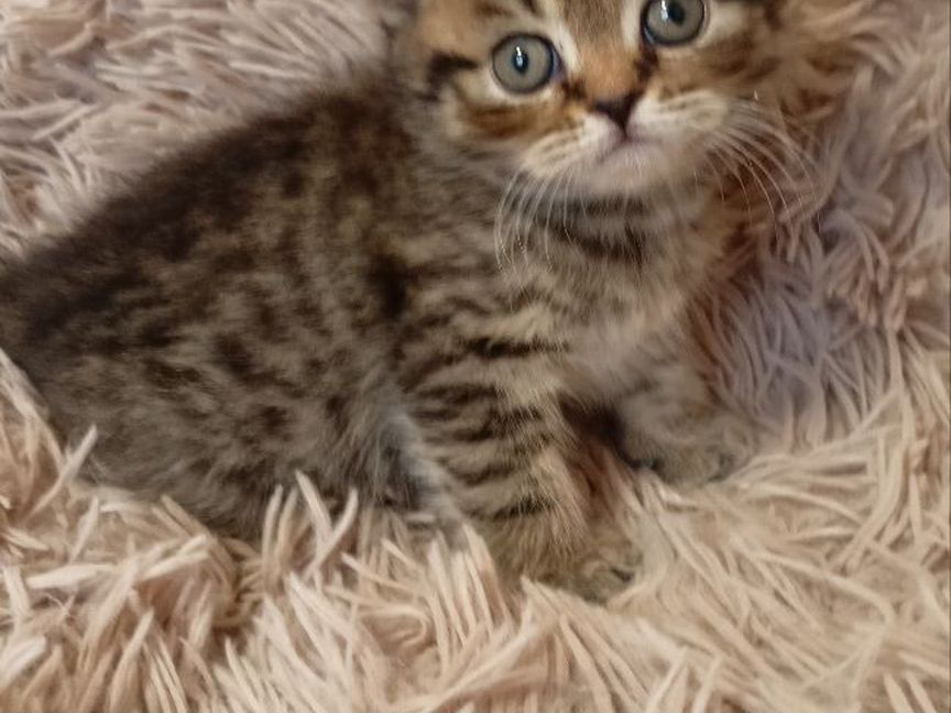 Шотландские котята