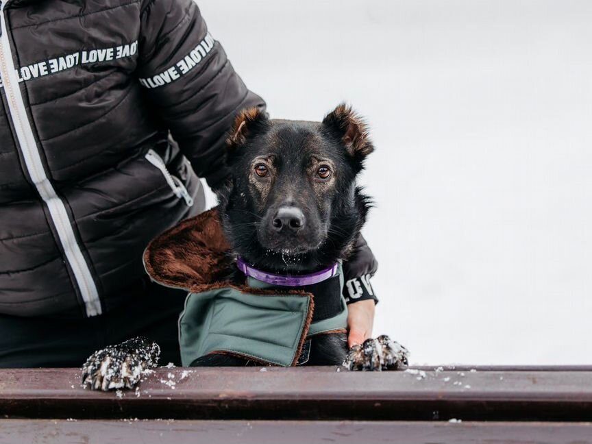 Собака в добрые руки